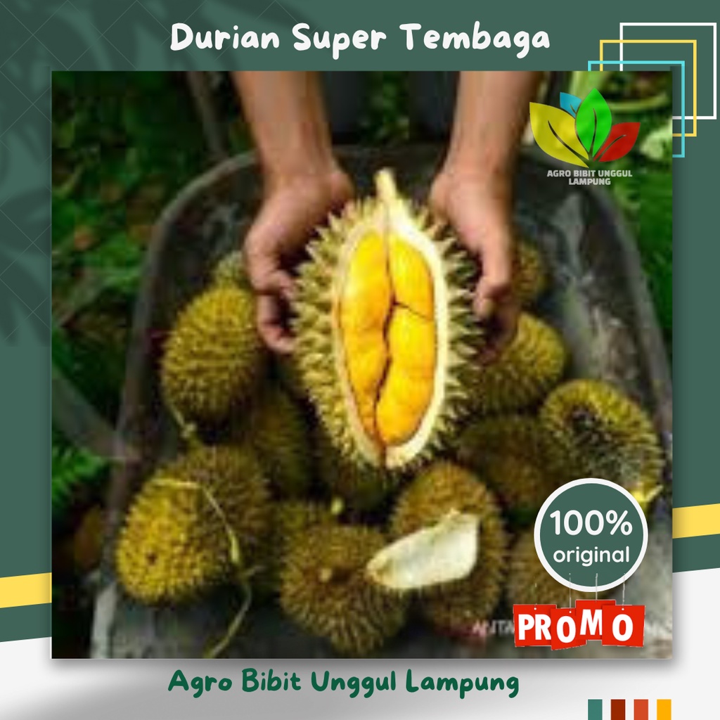 Jual Bibit Durian Super Tembaga Asli Super Genjah Okulasi | Shopee Indonesia