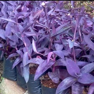 Jual tanaman hias adam hawa ungu - tradescantia pallida ungu | Shopee ...