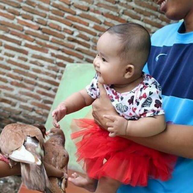 Produk Anadil | Shopee Indonesia