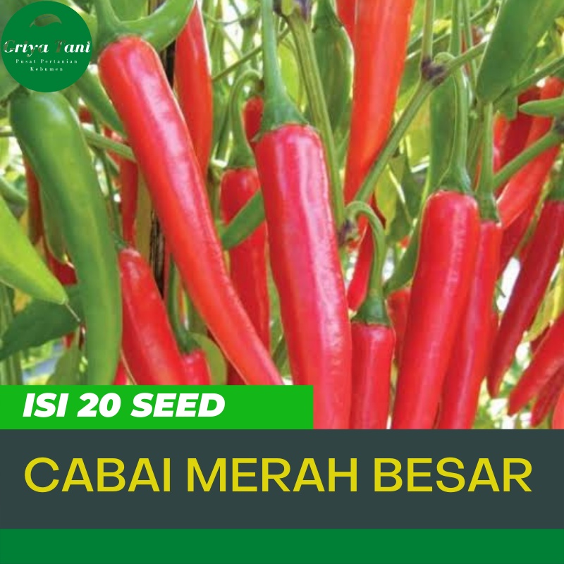 Jual 20 Benih - Bibit Cabe Merah Besar Mudah Tumbuh-Benih Cabai Merah ...