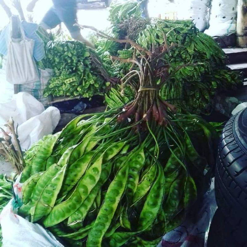 Jual Buah pete petai super langsung dari pohon sendiri Indonesia|Shopee ... Jual Buah pete petai super langsung dari pohon sendiri Indonesia|Shopee ...