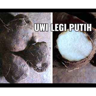 Jual umbi uwi putih/uwi legi 1KG(1000 gram),uwi manis asli Tuban ...