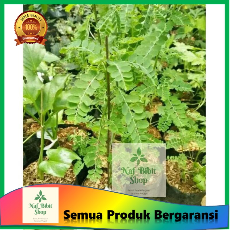 Jual bibit meniran tanaman meniran | Shopee Indonesia