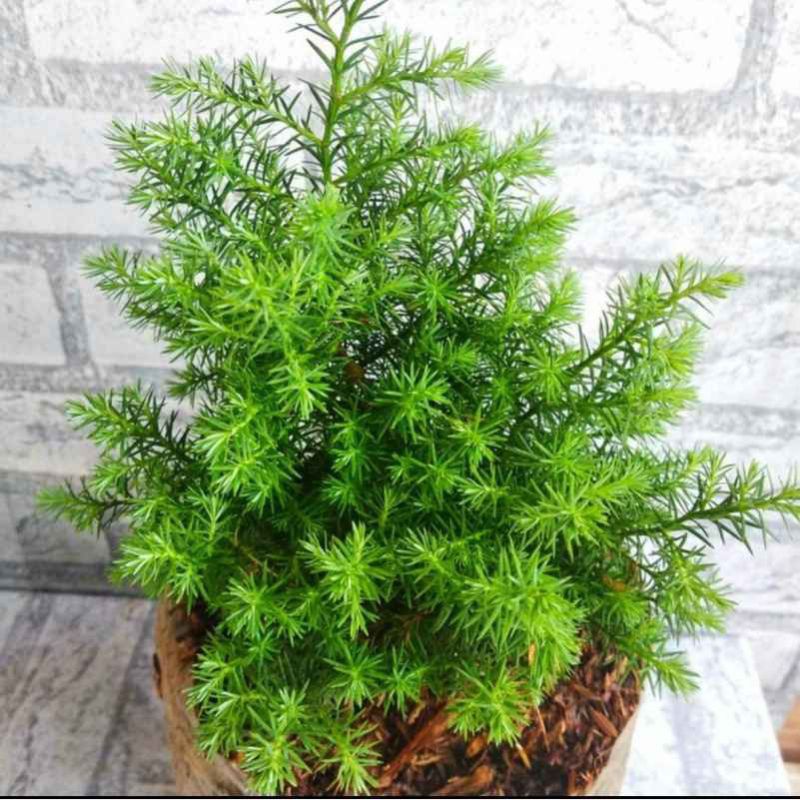 Jual Tanaman Hias Cemara Embun / Pohon Cemara Embun / Tanaman | Shopee ...