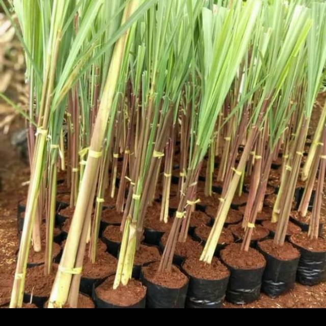 Jual Tanaman sereh merah - tanaman herbal sereh | Shopee Indonesia