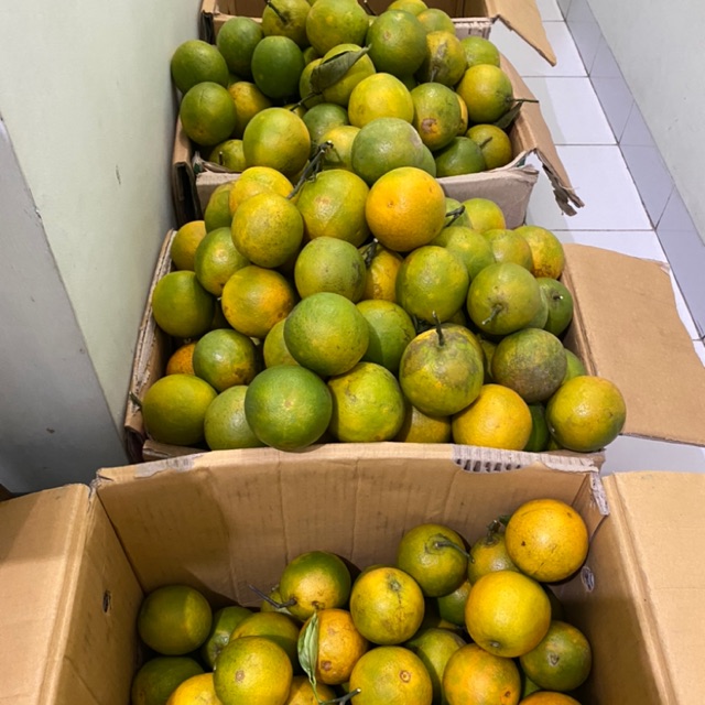 Jual Jeruk Baby Malang 1kg | Shopee Indonesia