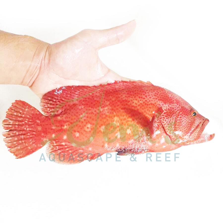 Jual Ikan Air Laut Kerapu Tomat / Kerapu Naga Merah (Tomato Cod Grouper ...