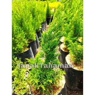 Jual Tanaman Hias Cemara Papua Sudah Besar dan Murah | Shopee Indonesia