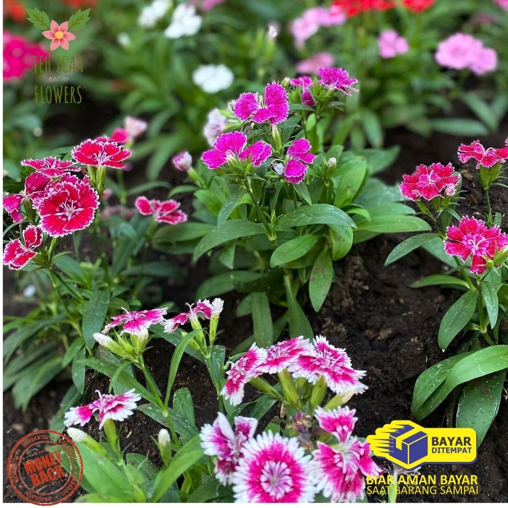 Jual Tanaman Hidup Bunga Diantus Tanaman Hias Bunga Dianthus Bunga ...