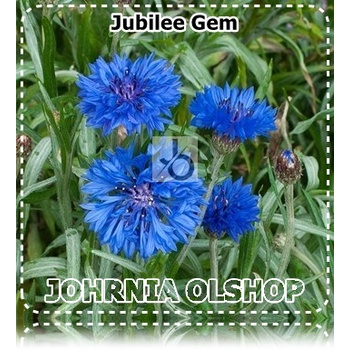 Jual Johrnia 3 Benih Biji Bunga CORNFLOWER Jubilee Gem | Shopee Indonesia
