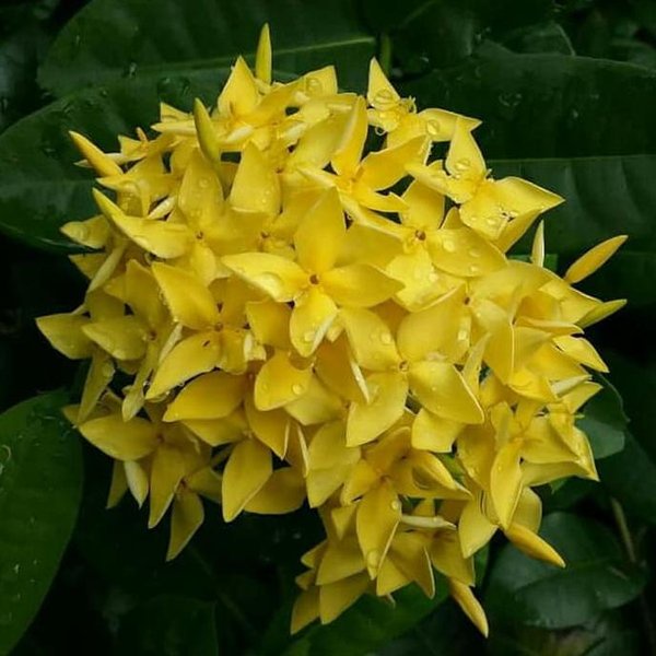 Jual Asoka Kuning (tanaman berakar hidup) | Shopee Indonesia
