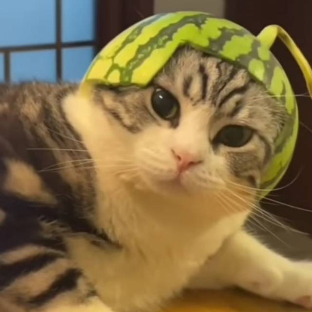 Produk Matcha.Official | Shopee Indonesia