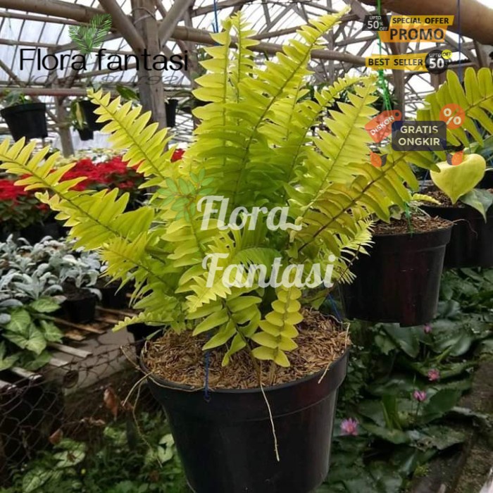 Jual tanaman pakis kuning golden (Tanaman hias hidup indoor murah besar ...