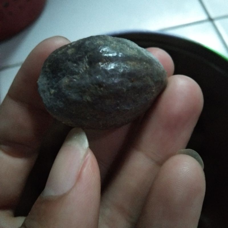 Jual muncang adu jawa pedang s makam 100 7 biji | Shopee Indonesia