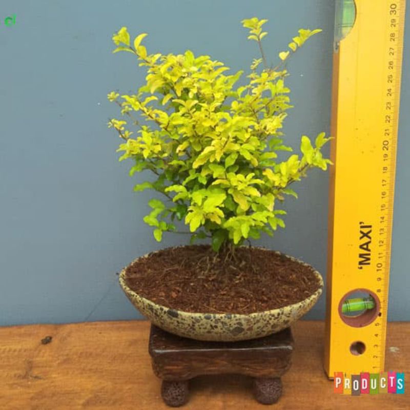 Jual Tanaman Hias Legistrum Kuning | Shopee Indonesia