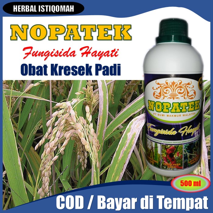 Jual 100% Original Obat Semprot Hama Kresek Untuk Padi Terbaik, Atasi Penyakit Hama Padi Kresek ...