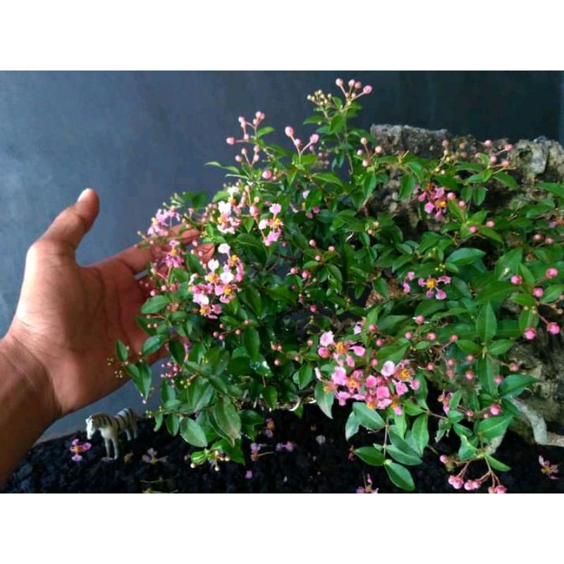 Jual bahan bonsai sakura micro bunga vegetasi lebah | Shopee Indonesia