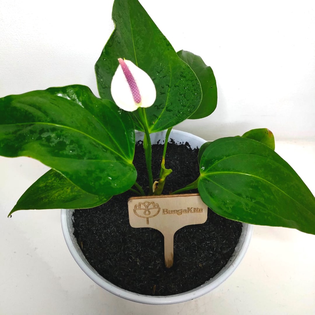 Jual Mini Anthurium Putih | Shopee Indonesia