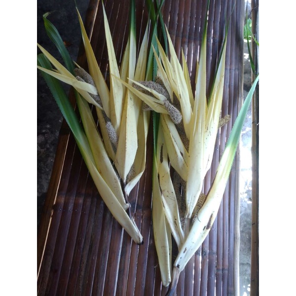 Jual Bunga pandan pudak | Shopee Indonesia