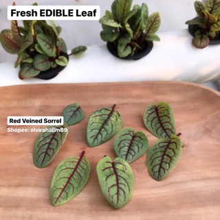 EDIBLE LEAF Red Veined Sorrel Daun Fresh Segar Plating Garnish Salad ...