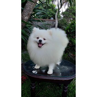 Jual Jual anjing mini pom snow white/ anjing pomerian putih / anjing ...