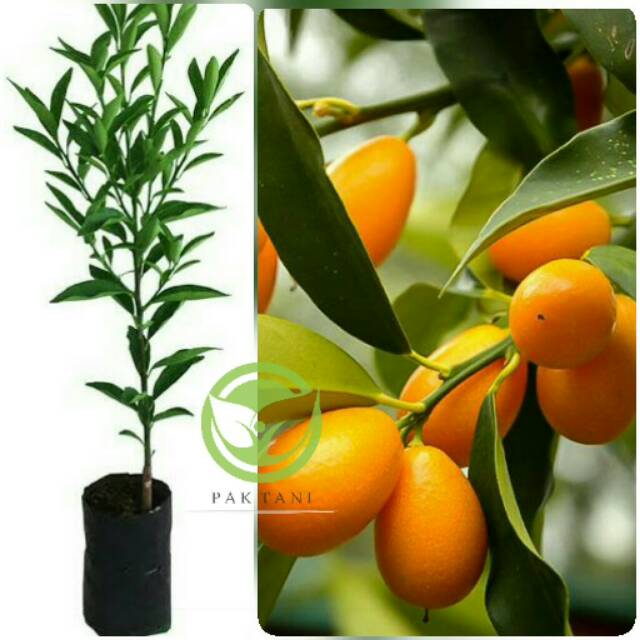 Jual Buah Jeruk nagami merupakan buah dengan ciri khas bentuk jeruk ...