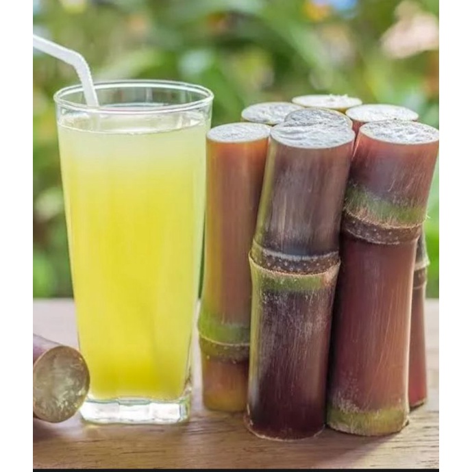 Jual BIBIT TEBU MERAH SEGAR/ BATANG TEBU HITAM IRENG (1KG) POHON TEBU ...