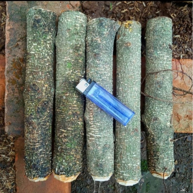 Jual stekan kimeng 15 cm / 25 cm up, minimal pembelian 4 batang ...