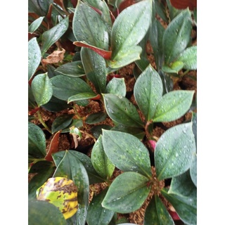 Jual Tanaman Pacing Merah - Pohon Pacing Merah - Tanaman Herbal Pacing ...