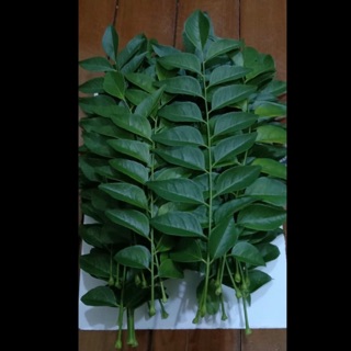 Jual DAUN KARI / DAUN TEMURUI / DAUN SALAM KOJA (JOGJA COD) | Shopee ...
