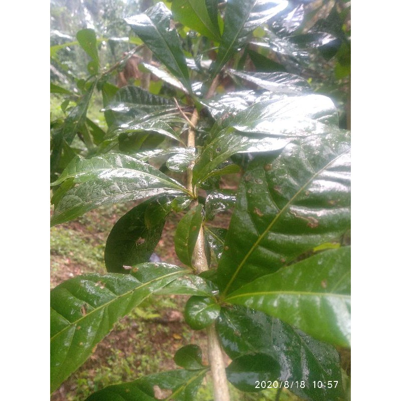 Jual DAUN MAJA PAHIT SEGAR 1KG LANGSUNG PETIK ( BERENUK ) | Shopee ...