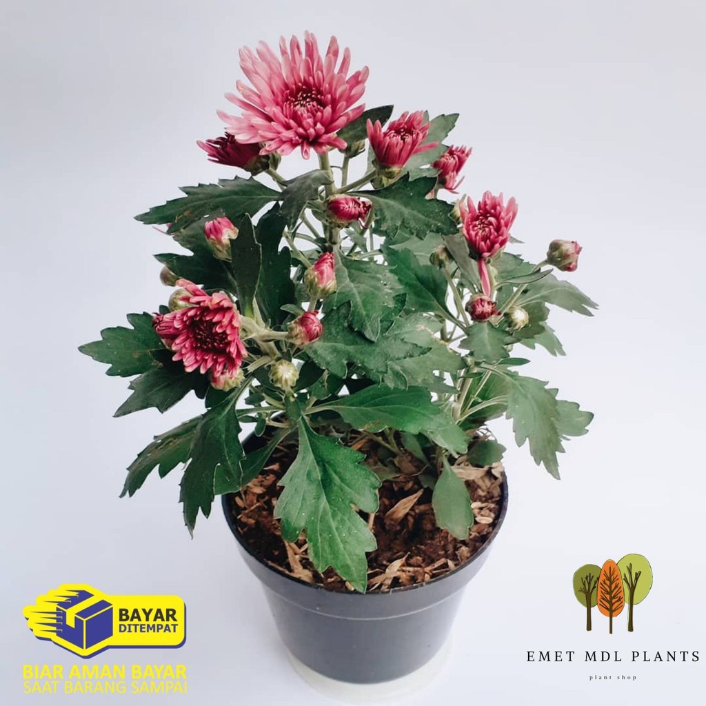 Jual TANAMAN HIAS BUNGA ASTER BUNGA KRISAN ASTER SERUNI TANAMAN HIAS BUNGA ASTER BUNGA KRISAN ...