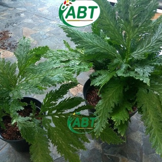 Jual Tanaman hias pakis paku rane - tanaman hias hutan langka | Shopee ...