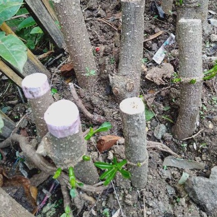 Jual Stek pohon pule tanaman bonsai 1 batang | Shopee Indonesia