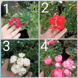 Tanaman bunga baby rose | Shopee Indonesia