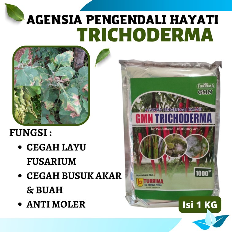 Jual Trichoderma Pupuk Hayati Penyubur Tanah Dan Cegah Penyakit Pada Tanaman, Agensia Hayati ...