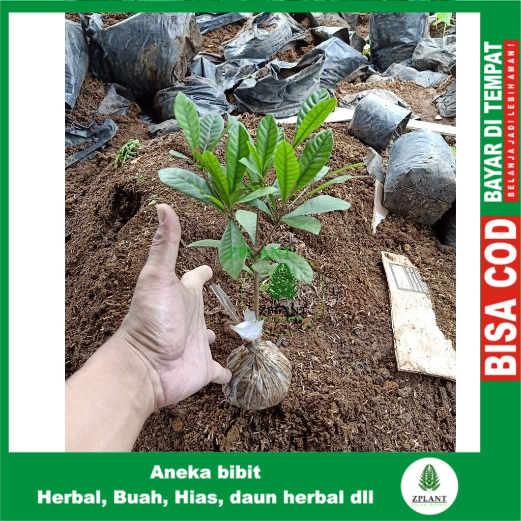 Jual Bibit Pohon Magic Fruit - Miracle Fruit - Buah Ajaib - Herbal ...