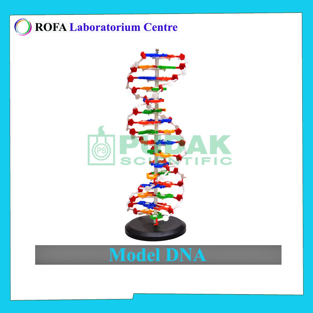 Deoxyribonucleic Acid Model