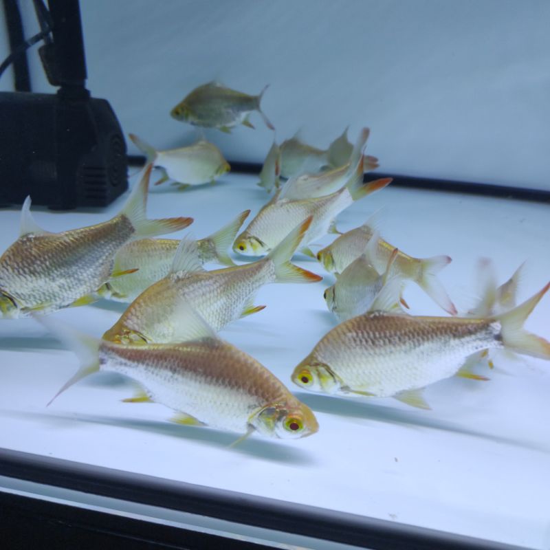 Jual Ikan Kaviat Albino | Shopee Indonesia