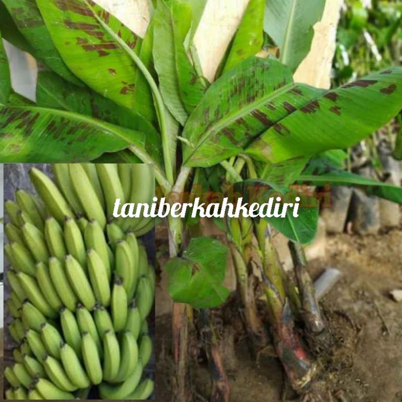 Jual Bibit Pisang Ambon Kuning/Ambon Warangan - Anakan Dongkelan ...