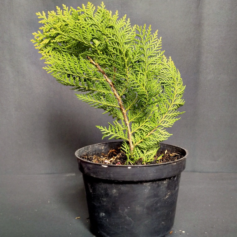 Jual Bibit tanaman cemara kipas medah daun kuning sabina aurea | Shopee ...