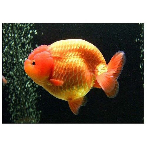 Jual Ikan mas koki Ranchu 3-5 cm Indonesia|Shopee Indonesia