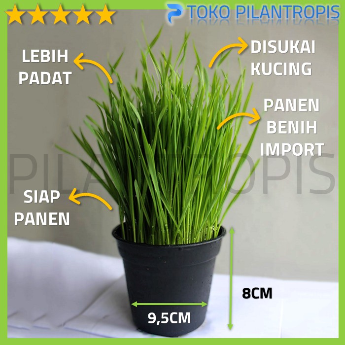 Jual RUMPUT KUCING SIAP PANEN WHEATGRASS RUMPUT GANDUM MICROGREEN SEED ...