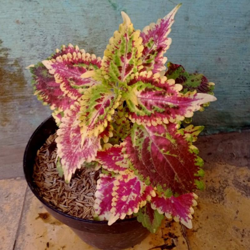 Jual Miana Tanaman Hias Bunga Langka Pohon Coleus Merah Daun Miana ... Jual Miana Tanaman Hias Bunga Langka Pohon Coleus Merah Daun Miana ...