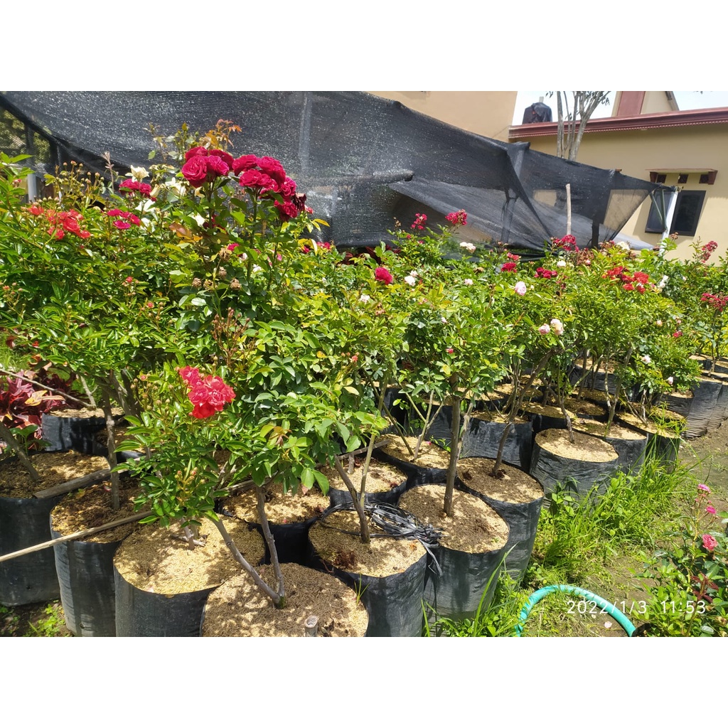 Jual mawar 1 pohon 4 warna | Shopee Indonesia