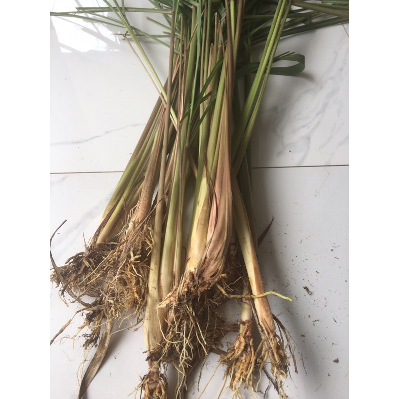 Jual sereh merah tanam/ konsumsi per 5 batang Indonesia|Shopee Indonesia