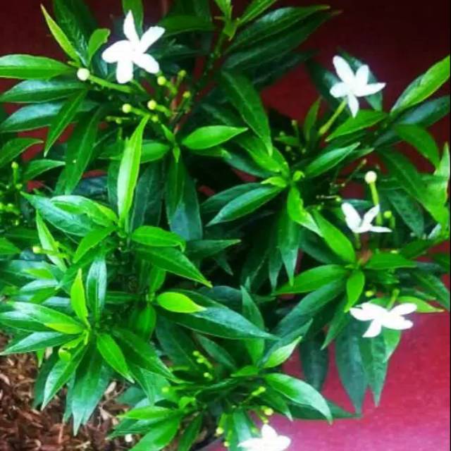 Harga Rambosa Terbaru Juli 2022 |BigGo Indonesia