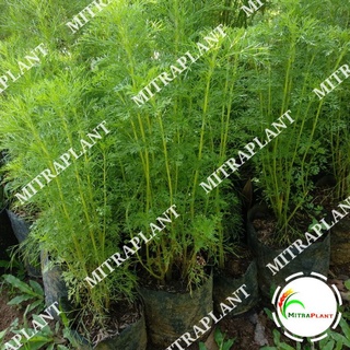 Jual Bibit Pohon Adas - Tanaman Daun Adas - Tanaman Obat Herbat ...