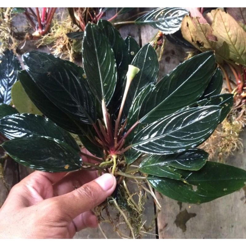 Jual Bucephalandra Buce Sekeleton King Dark Achilles (Tanaman aquascape ...