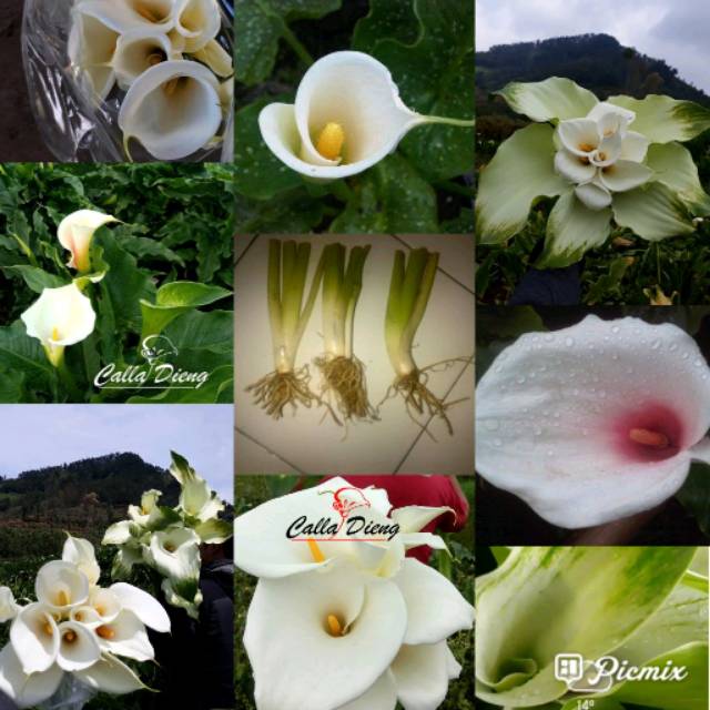 46+ Gambar Bunga Calla Lily Paling Dicari - Informasi Seputar Tanaman Hias